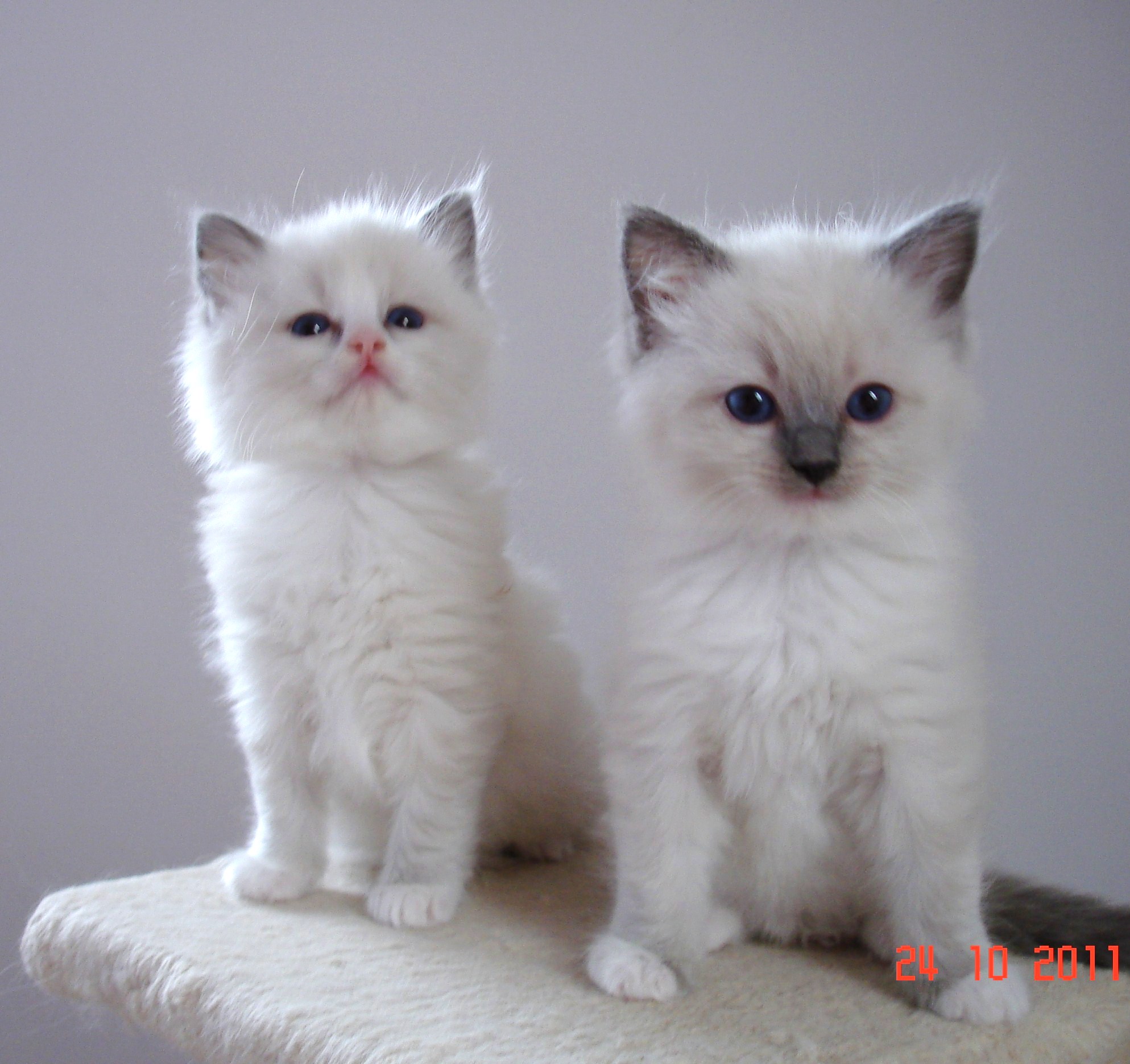 Ragdoll, Kocięta Ragdoll, Hodowla Kotów Ragdoll, Hodowla Ragdoll Śląsk ...