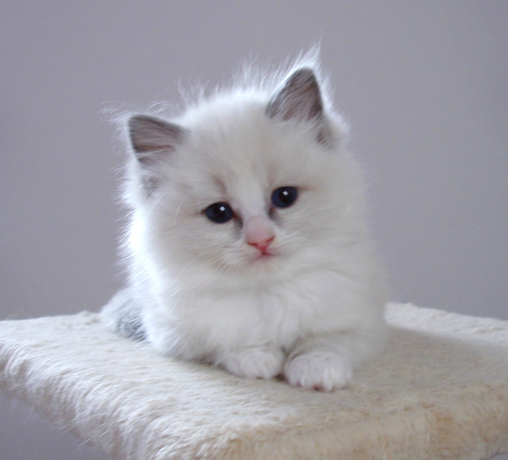 Ragdoll, Kocięta Ragdoll, Hodowla Kotów Ragdoll, Hodowla Ragdoll Śląsk ...